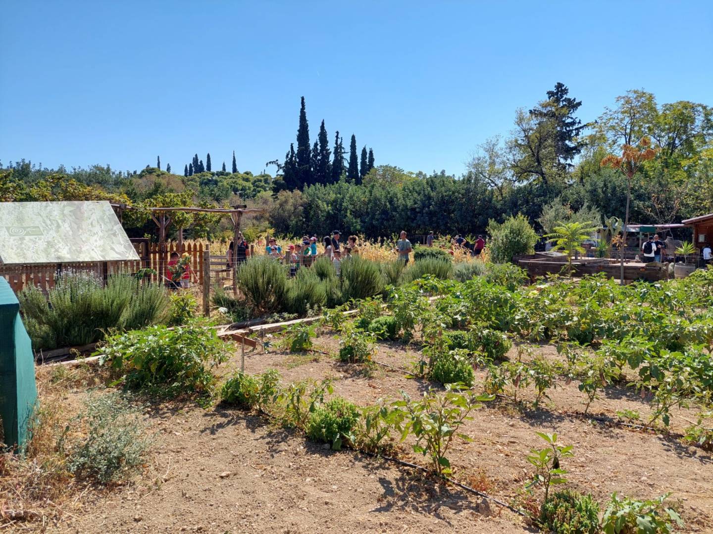 2023 Eleusis Open Farm Days | 2023 ΕΛΕVΣΙΣ